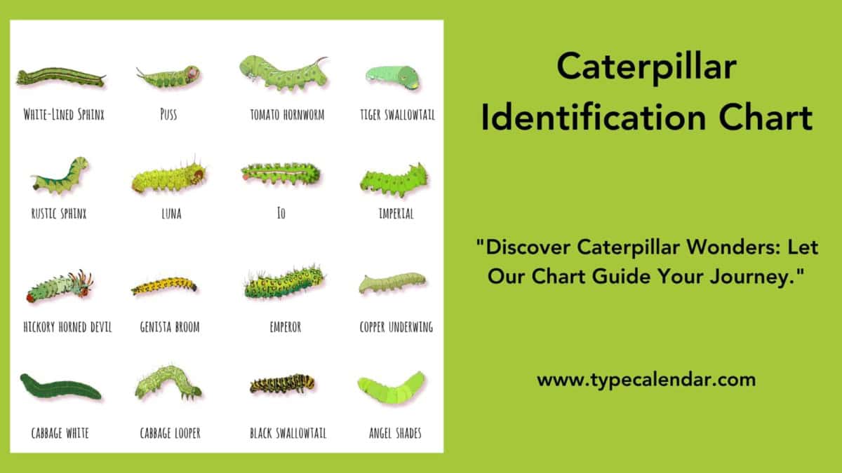 Free Printable Caterpillar Identification Charts [PDF]