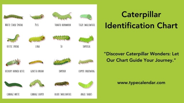Free Printable Caterpillar Identification Charts [PDF]