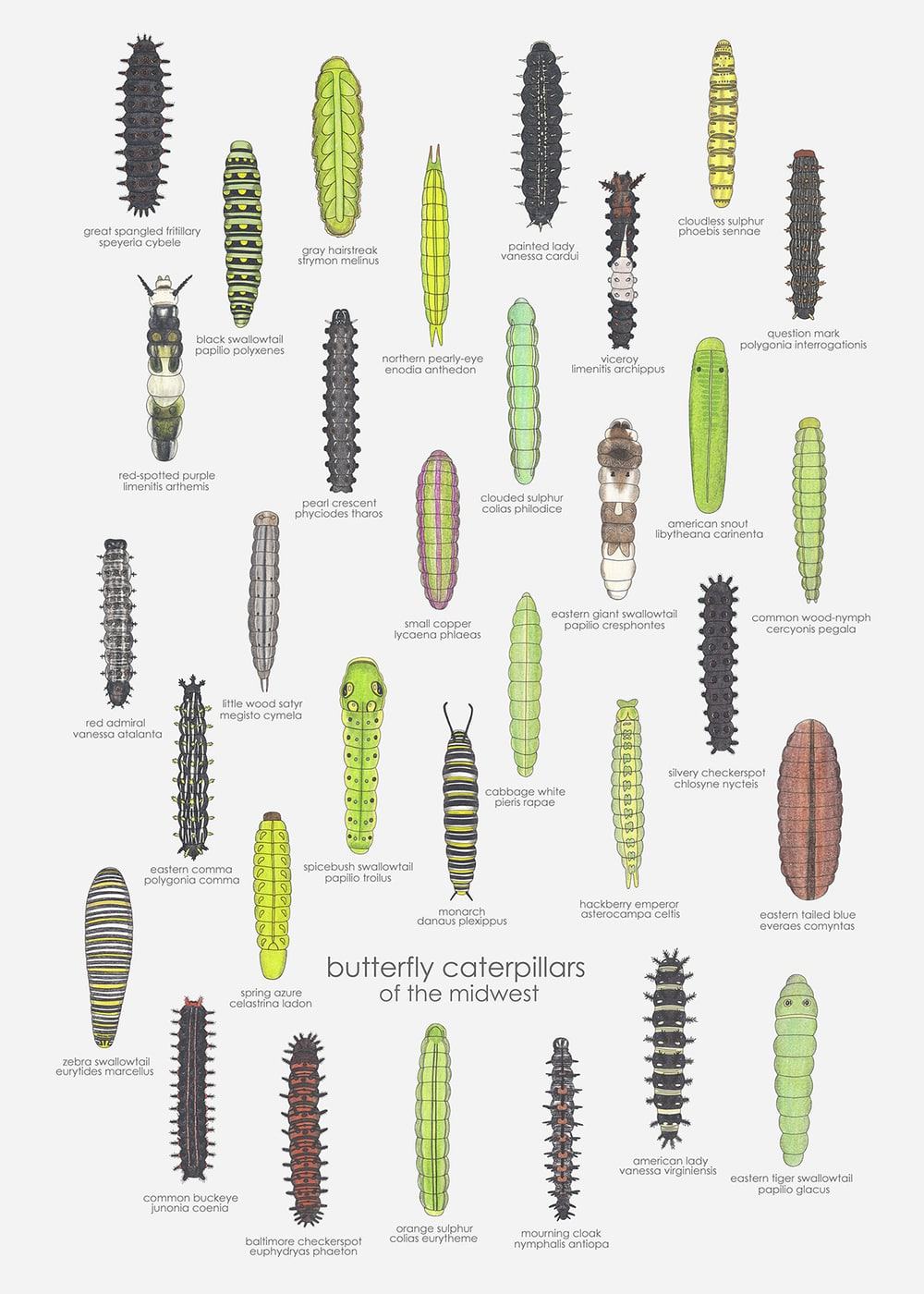 Free Printable Caterpillar Identification Charts Pdf