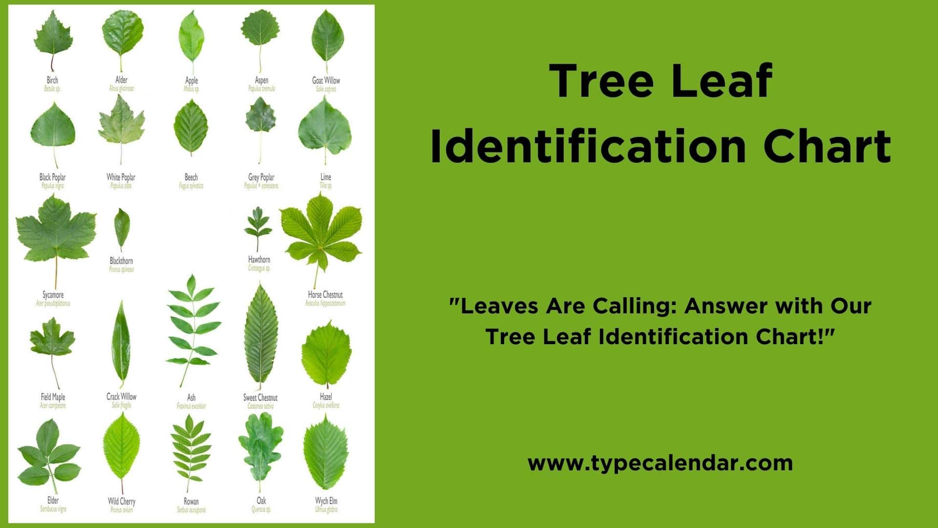 Tree Identification Chart Tree Identification Chart